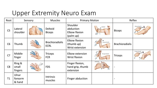 NEUROLOGICAL EXAM.pptx | Death, Injury, or Military Conflict | Sensitive Topics