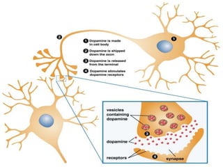 Neurological examination | PPTX