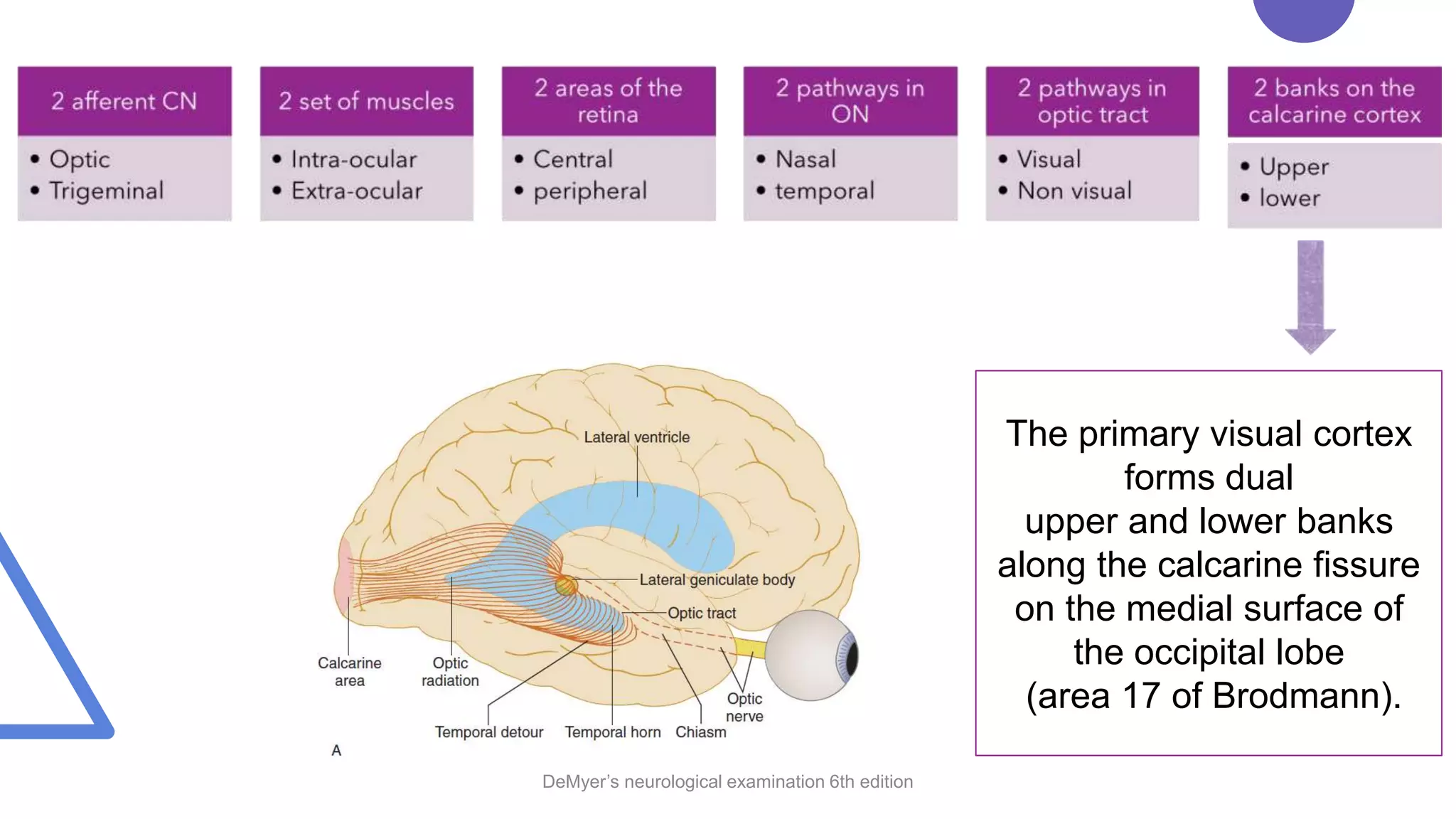 Neurological examination lec 1 vision and ocular system | PPTX