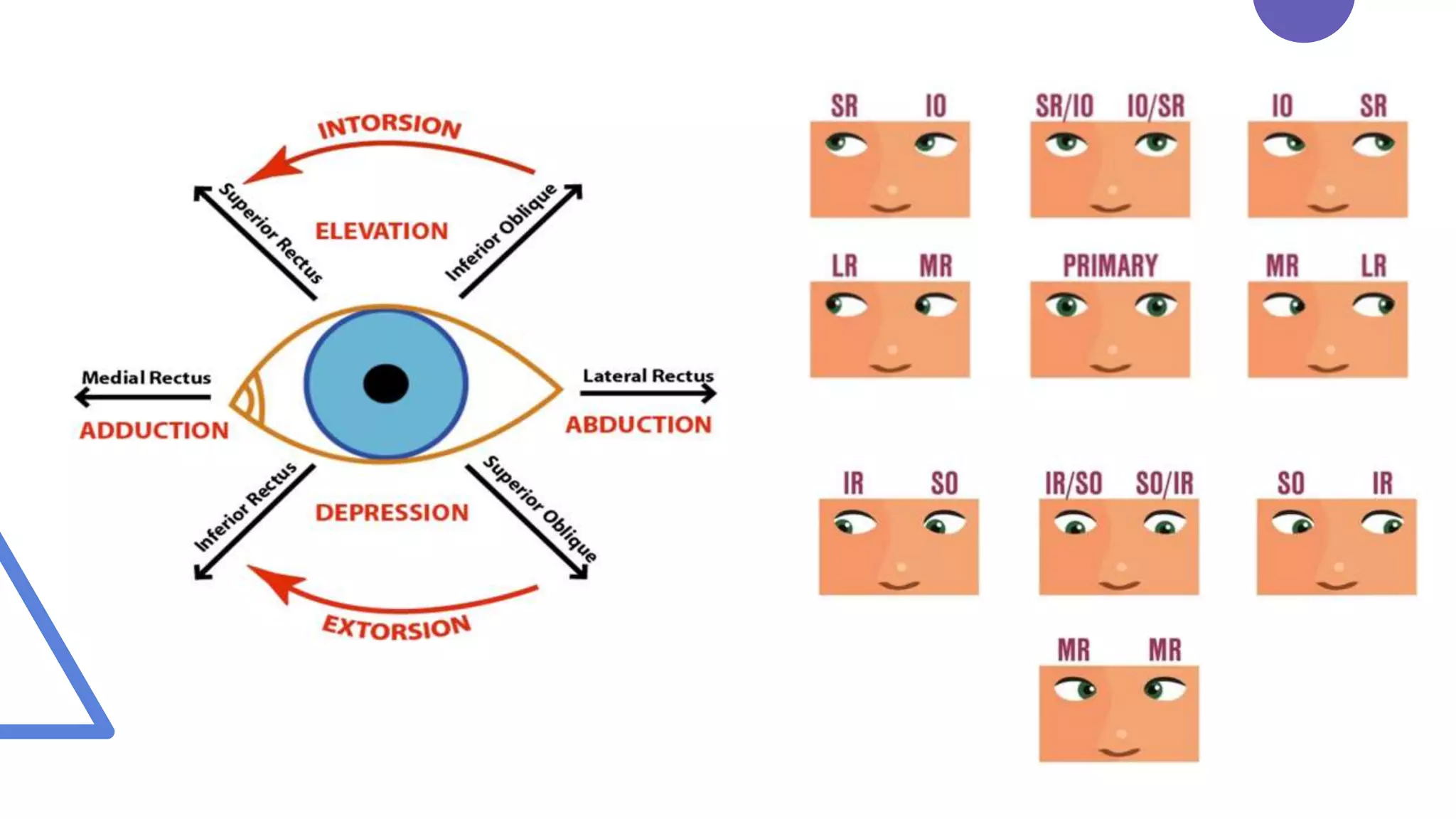 Neurological examination lec 1 vision and ocular system | PPTX