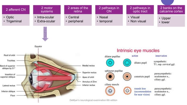 Neurological examination lec 1 vision and ocular system | PPT
