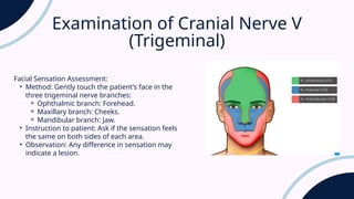 Neurological Examination/ Examinación neurologica | PPT | Free Download