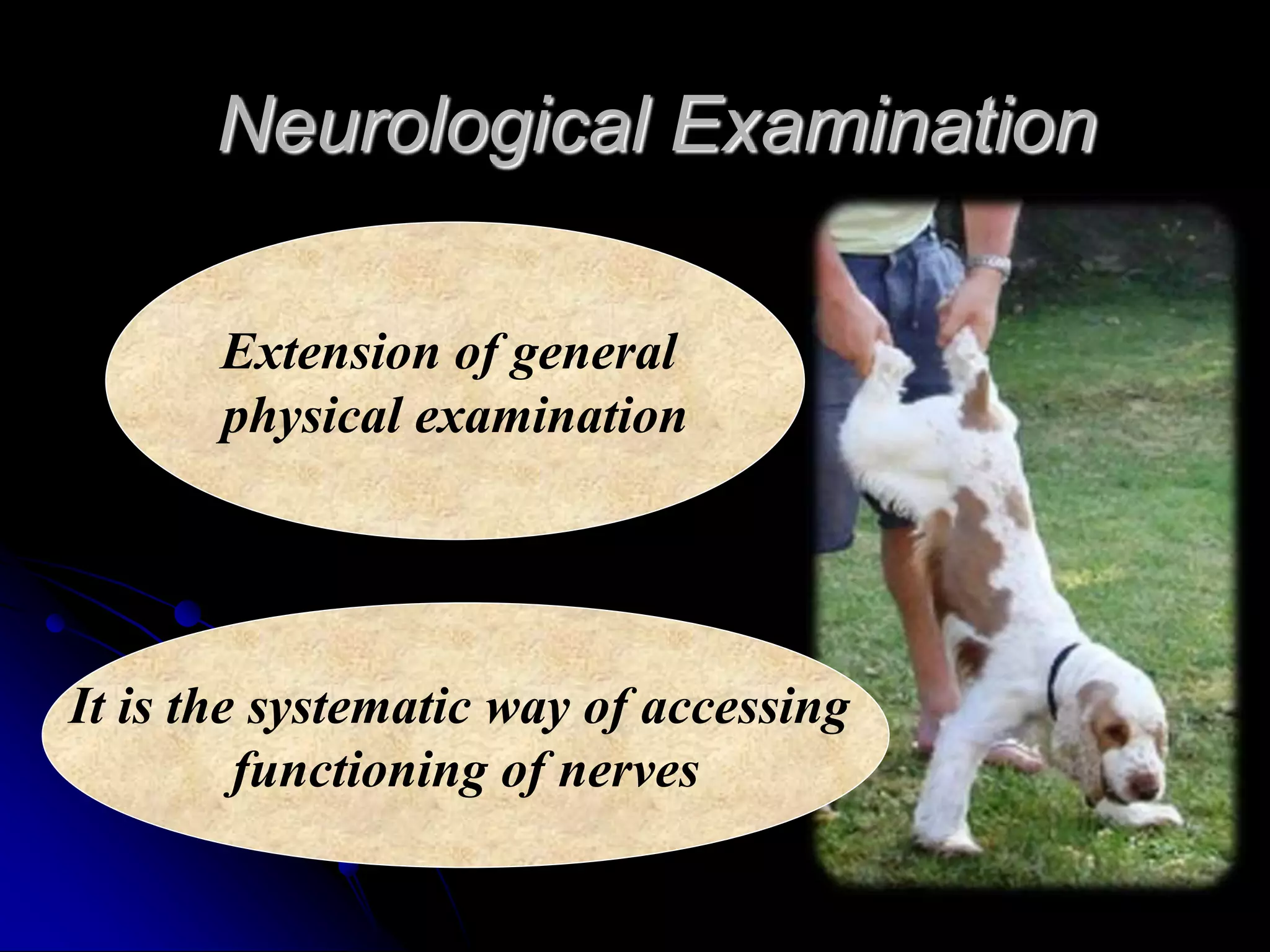 Neurological examination of vety patient. | PPTX