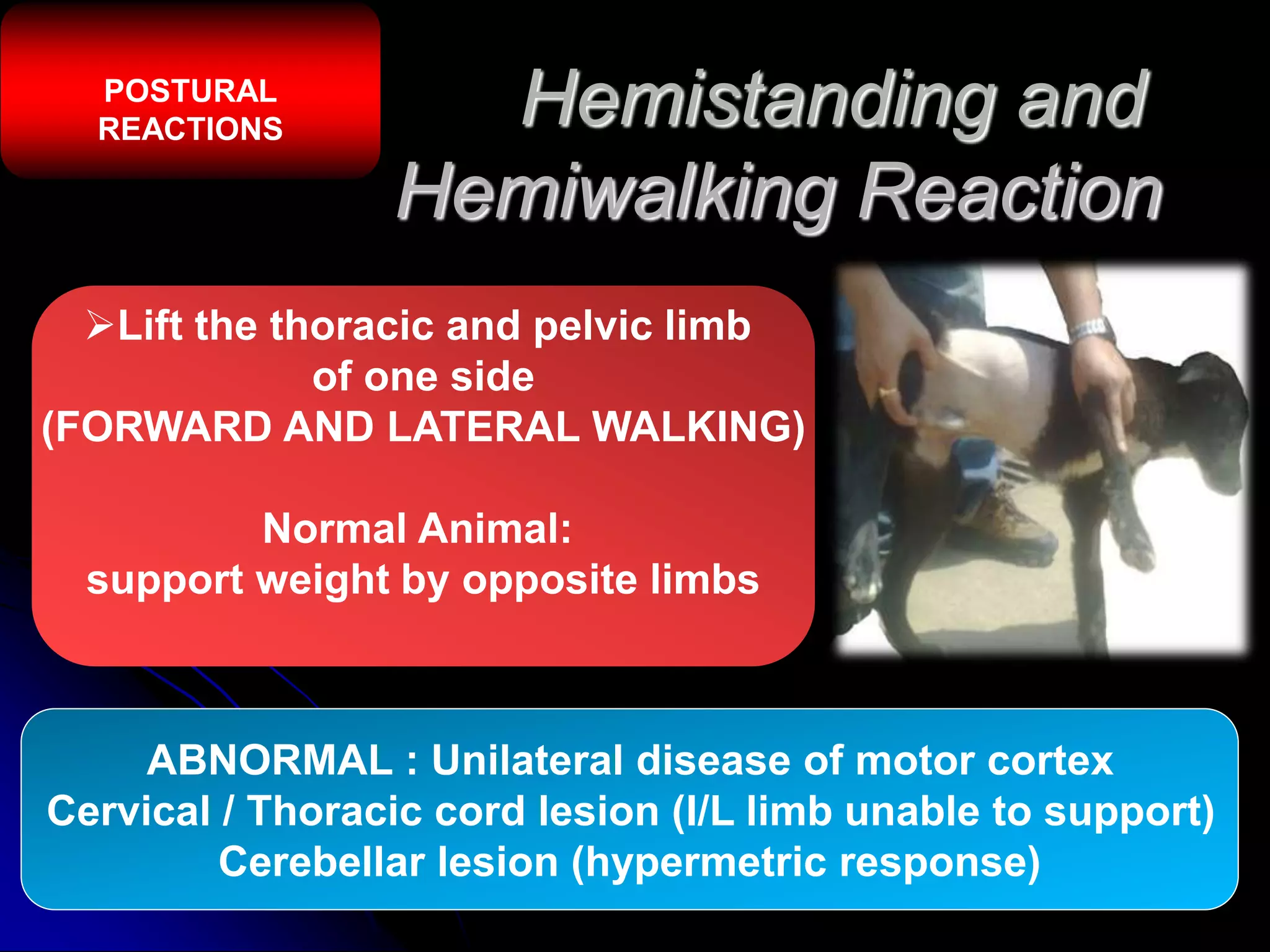 Neurological examination of vety patient. | PPTX