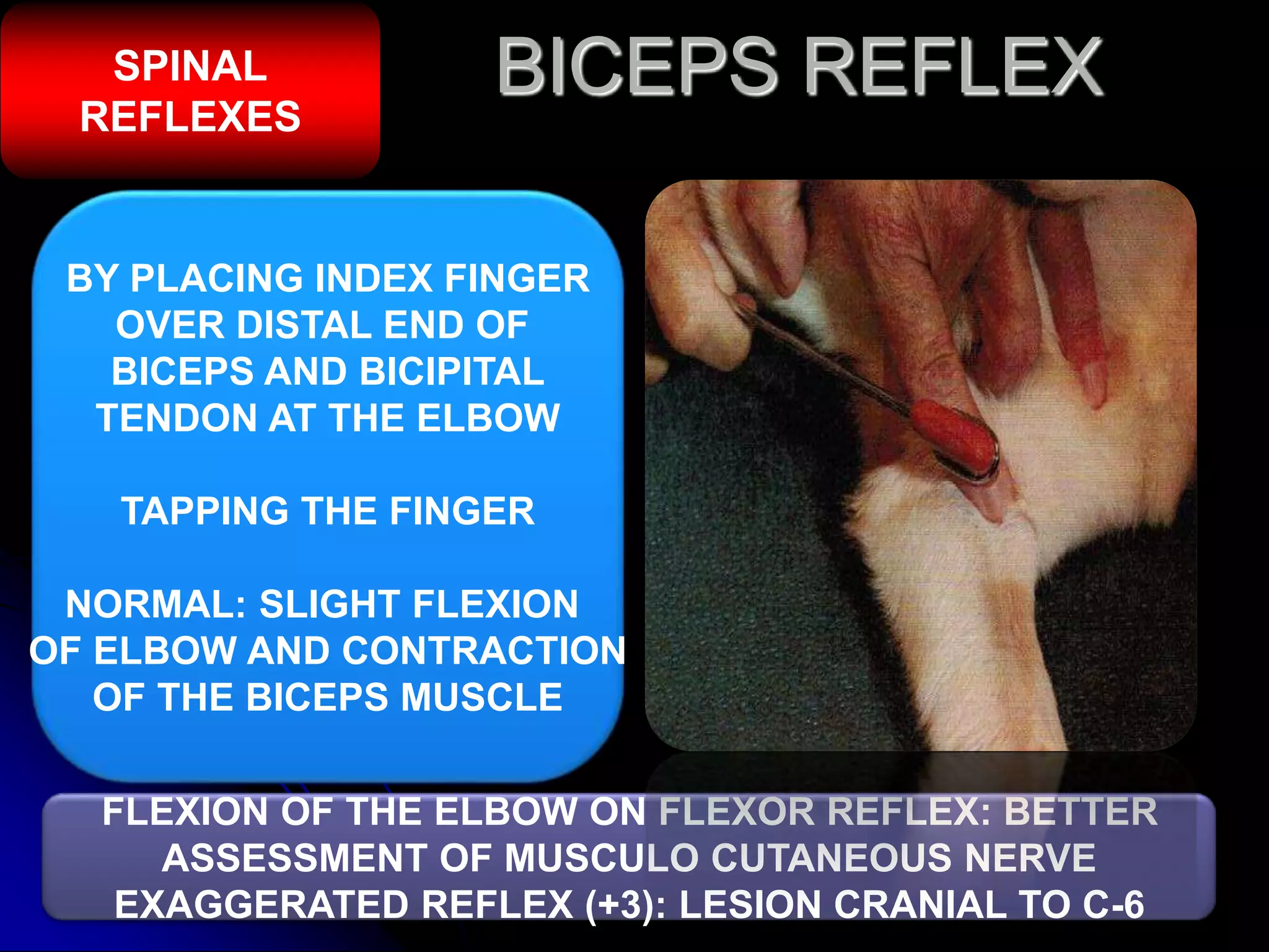 Neurological examination of vety patient. | PPTX