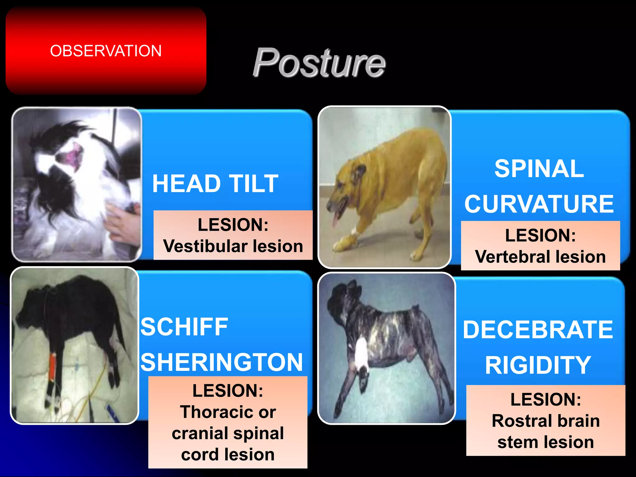 Neurological examination of vety patient. | PPTX