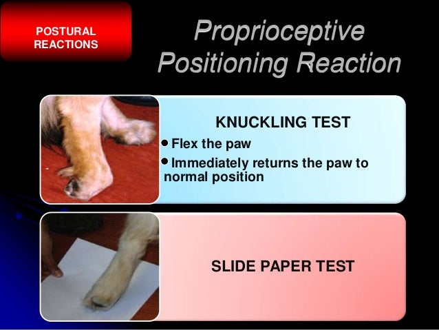Neurological examination of vety patient.