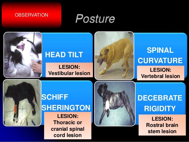 Neurological examination of vety patient.