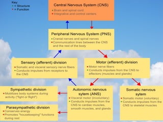 Neurological system | PPT | Brain and Nervous System Disorders ...