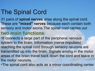 Neurological system | PPT