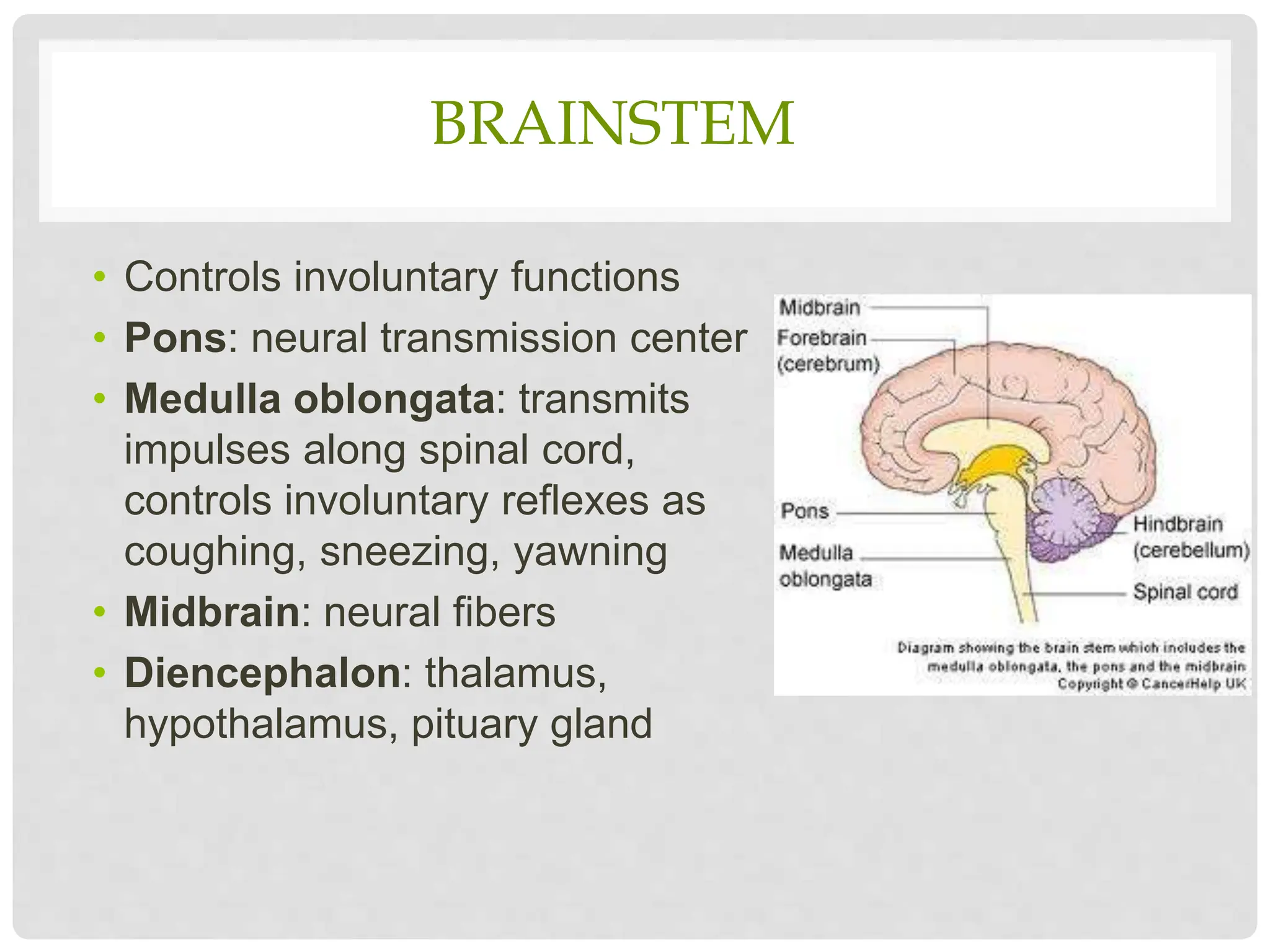 Neurological System , CNS, PNC, cranial nerves, facial nerves | PPTX