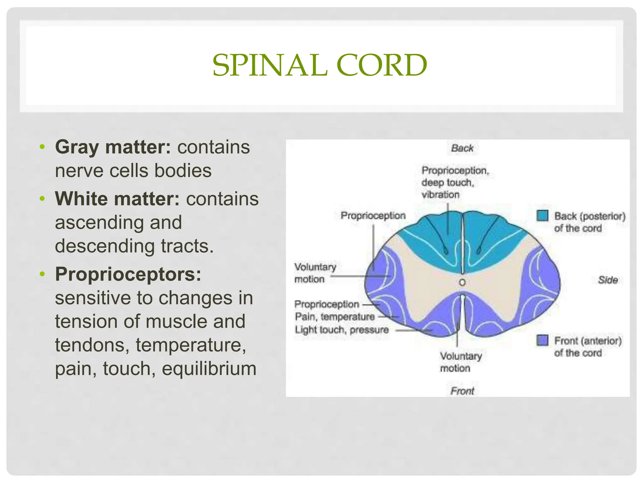Neurological System , CNS, PNC, cranial nerves, facial nerves | PPTX