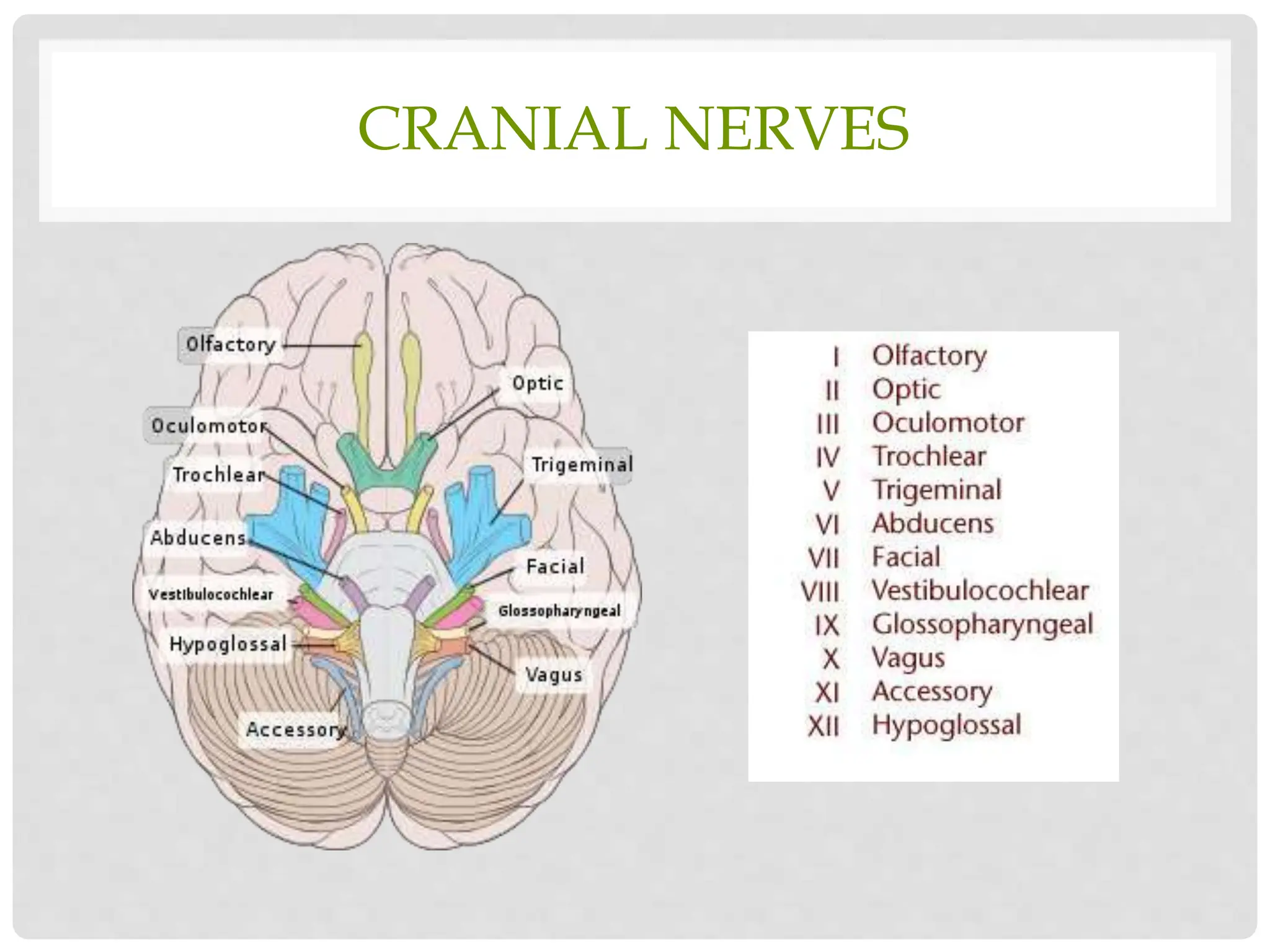 Neurological System , CNS, PNC, cranial nerves, facial nerves | PPTX