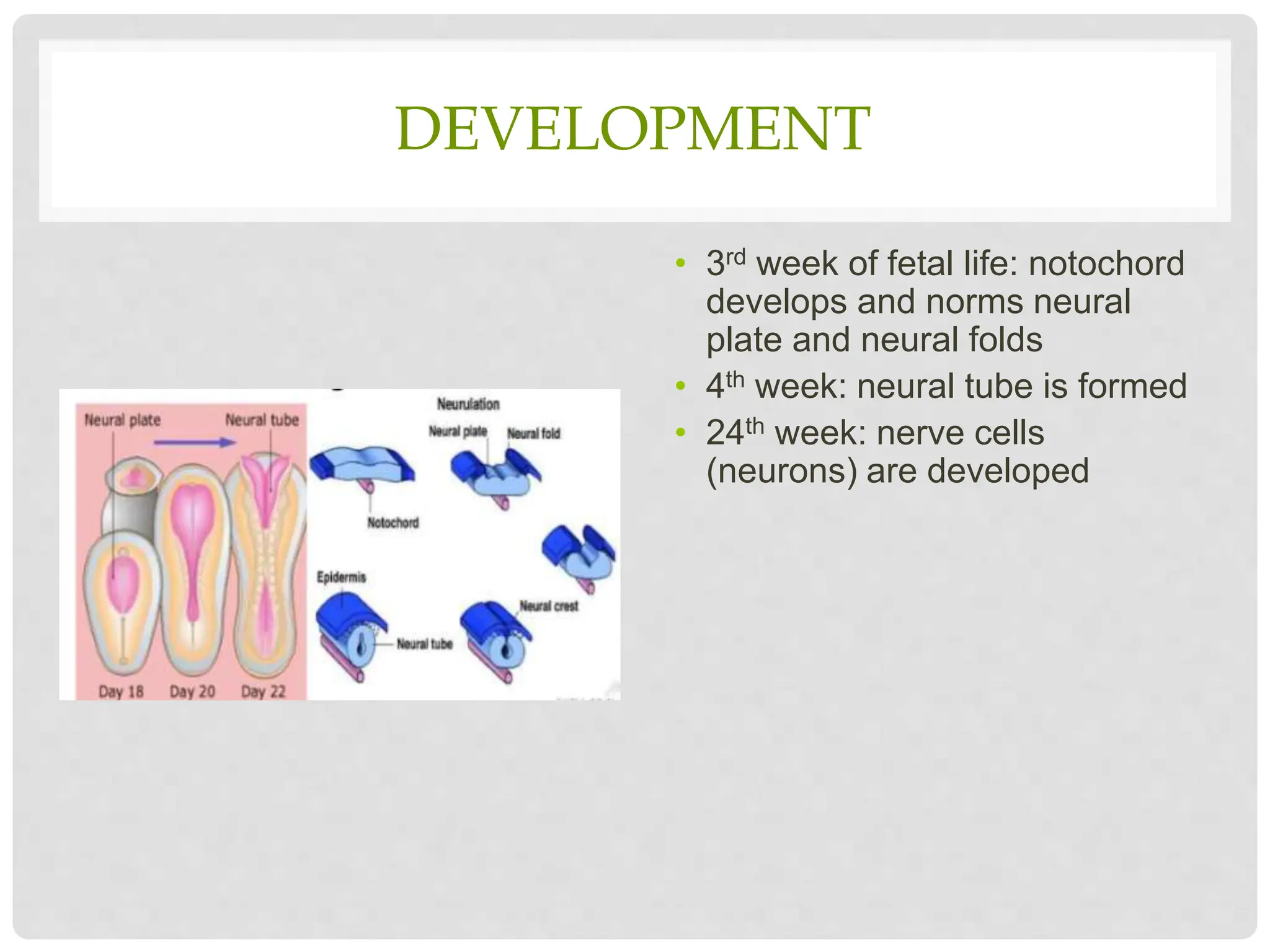 Neurological System , CNS, PNC, cranial nerves, facial nerves | PPTX