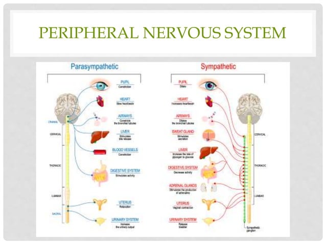 Neurological System , CNS, PNC, cranial nerves, facial nerves | PPT