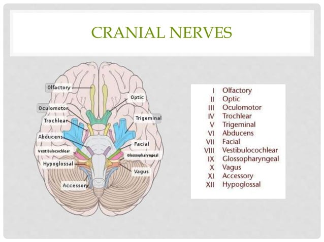 Neurological System , CNS, PNC, cranial nerves, facial nerves | PPT
