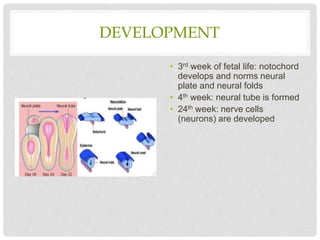Neurological System , CNS, PNC, cranial nerves, facial nerves | PPTX