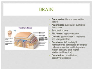 Neurological System , CNS, PNC, cranial nerves, facial nerves | PPTX