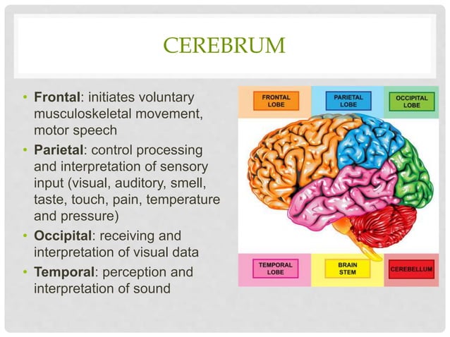 Neurological System , CNS, PNC, cranial nerves, facial nerves | PPT