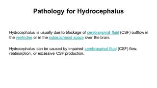 Neurological System Lecture 7.pdf
