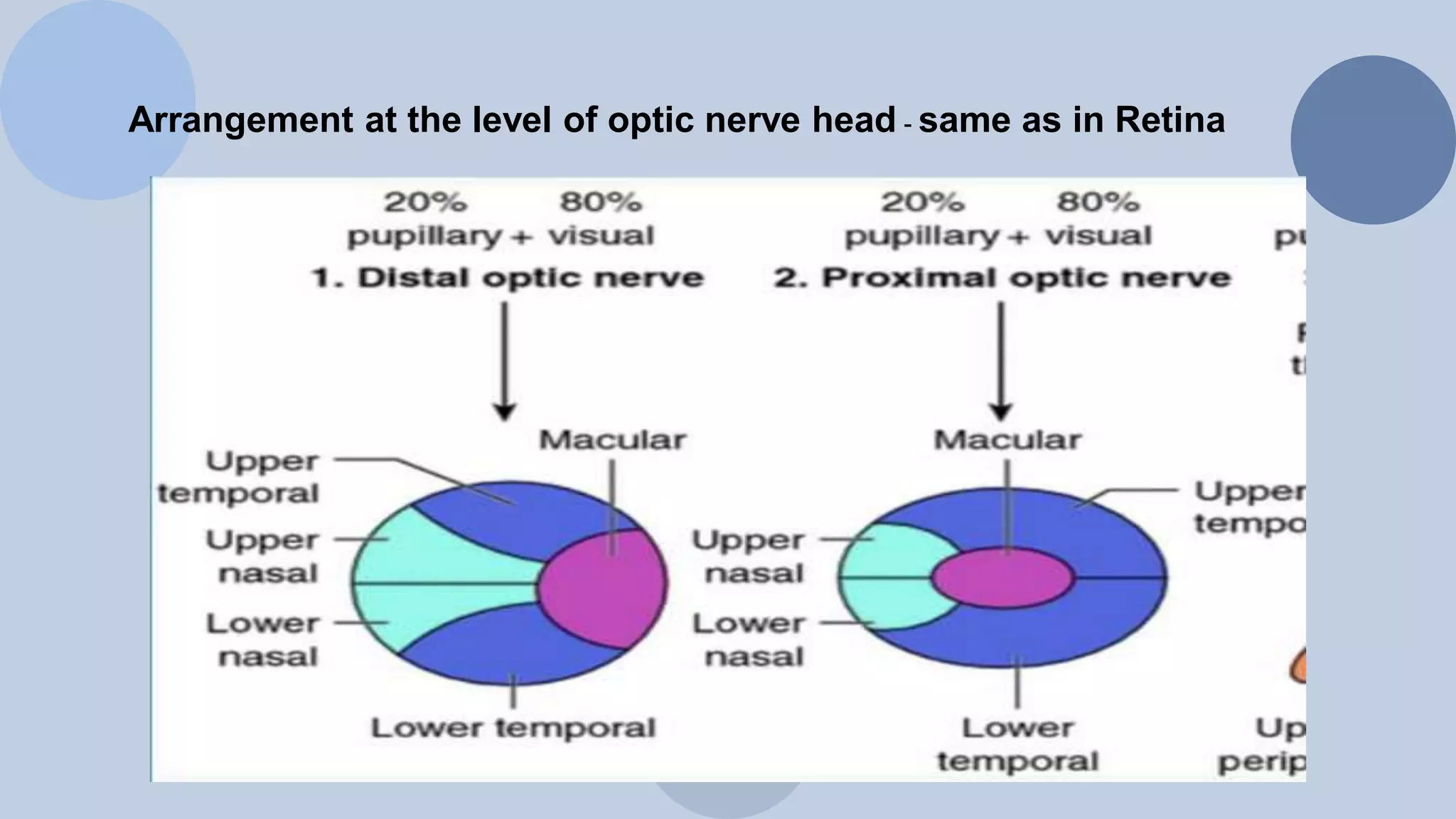Neurology of Vision - Dr Aswini Kandasamy (2).pptx
