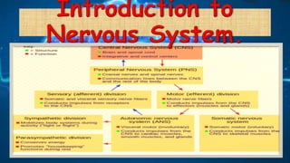 Neurology Ppt. lec-1.pptx