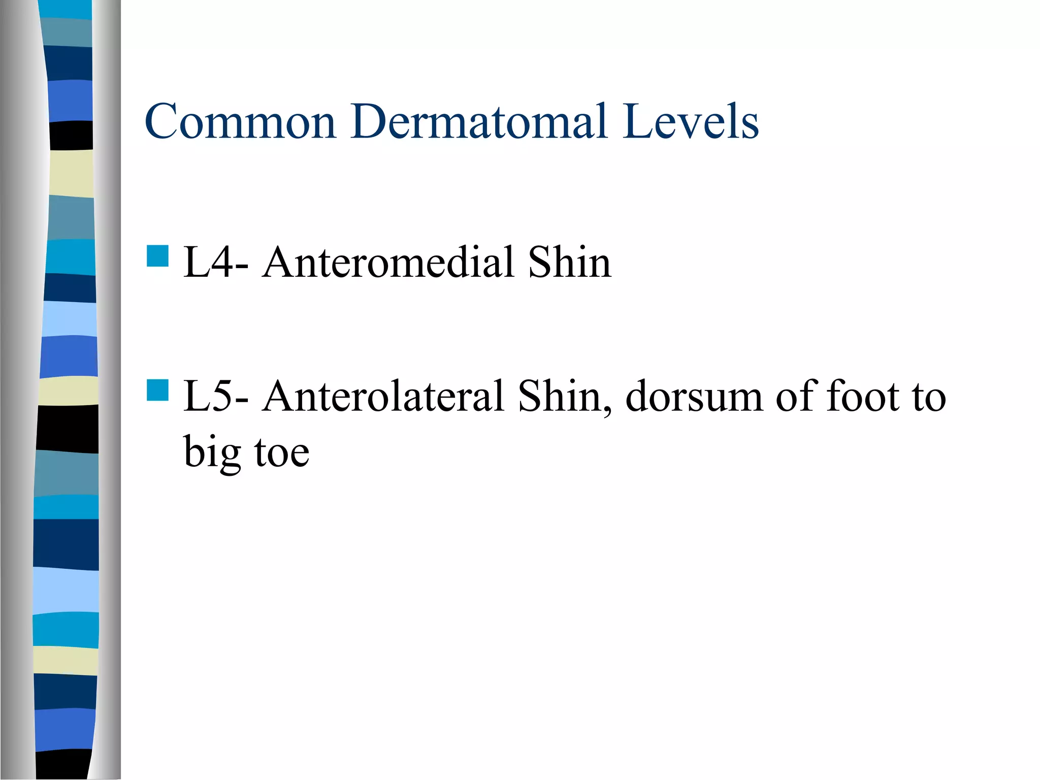 Neurology ppt presentation - nerves- location innervation myotmes ...