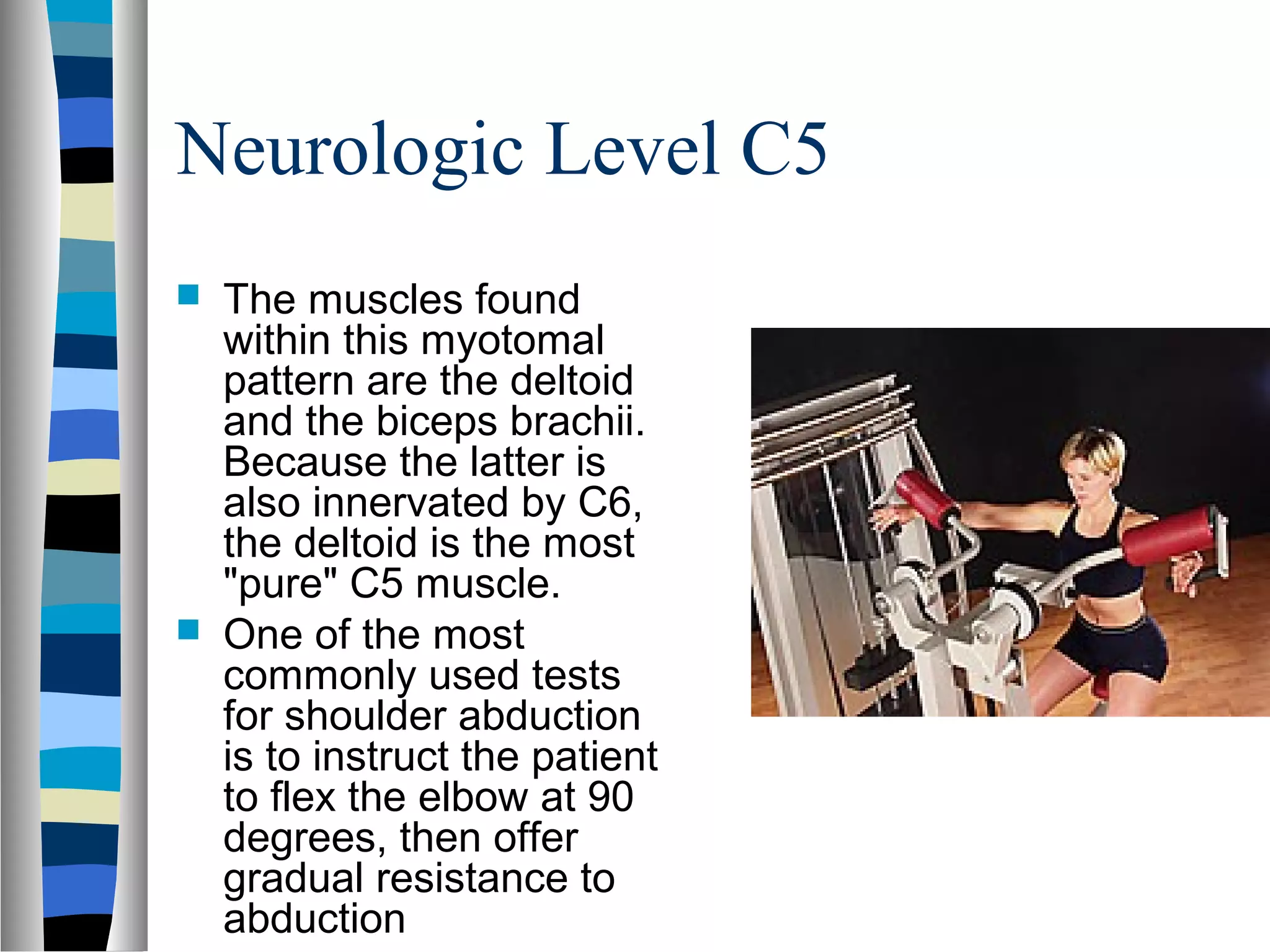 Neurology ppt presentation - nerves- location innervation myotmes ...