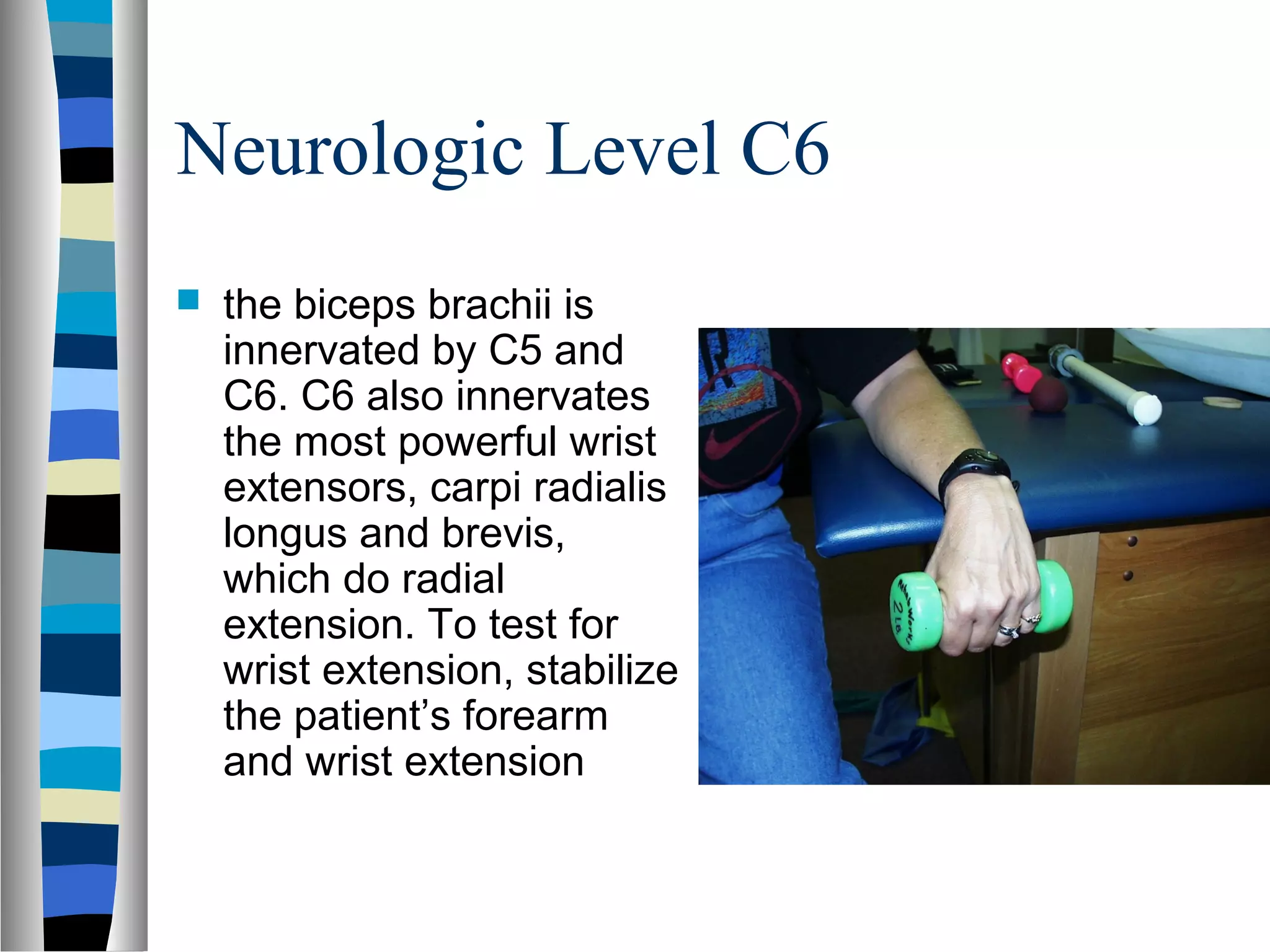 Neurology ppt presentation - nerves- location innervation myotmes ...