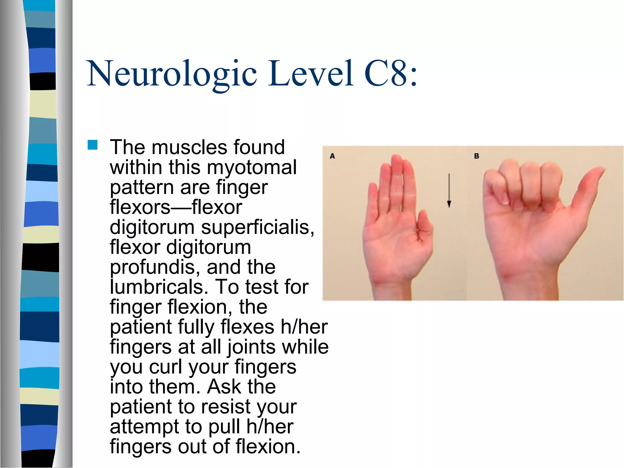 Neurology ppt presentation - nerves- location innervation myotmes ...