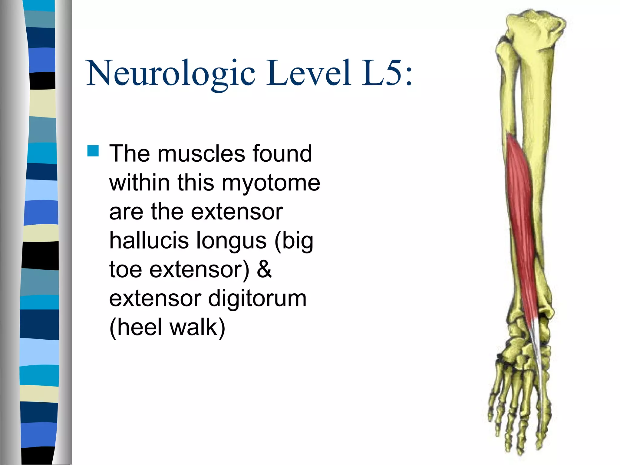 Neurology ppt presentation - nerves- location innervation myotmes ...