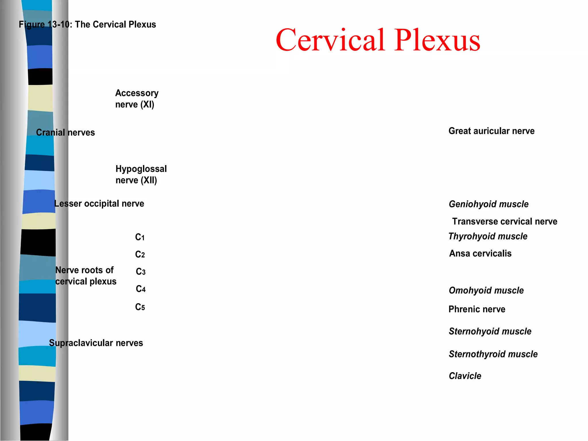 Neurology ppt presentation - nerves- location innervation myotmes ...