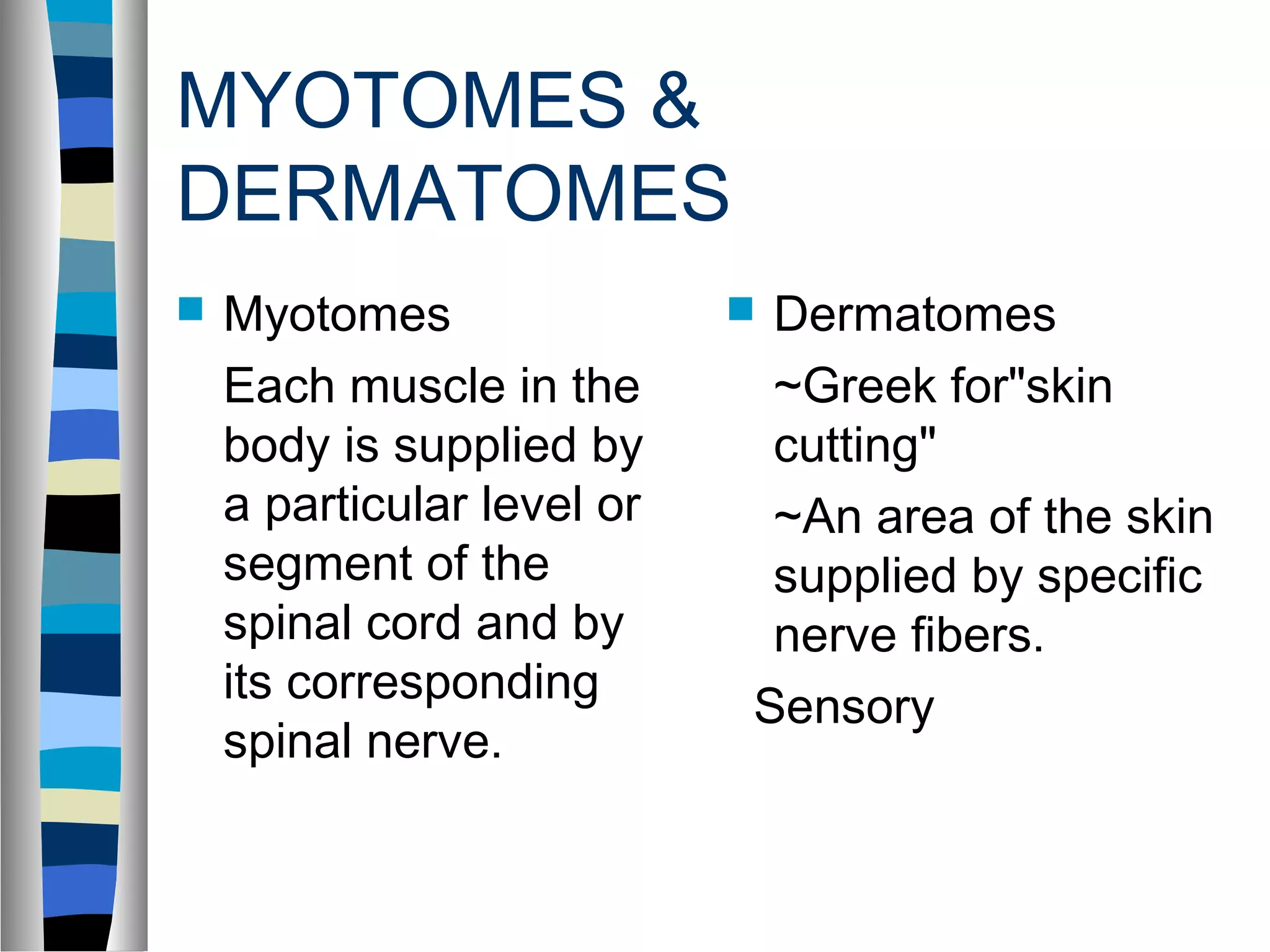 Neurology ppt presentation - nerves- location innervation myotmes ...