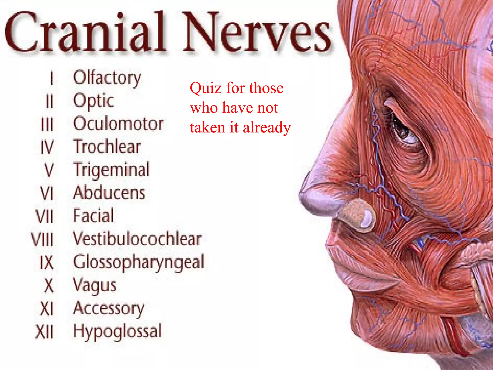 Neurology ppt presentation - nerves- location innervation myotmes ...
