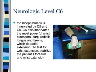 Neurology ppt presentation - nerves- location innervation myotmes ...