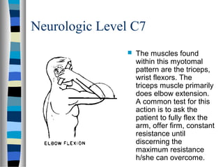 Neurology ppt presentation - nerves- location innervation myotmes ...