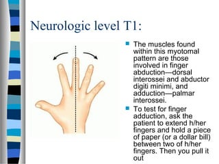 Neurology ppt presentation - nerves- location innervation myotmes ...