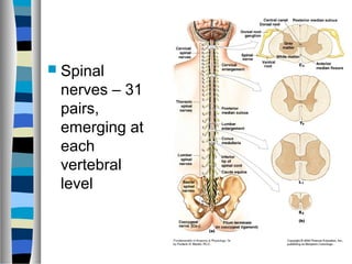 Neurology ppt presentation - nerves- location innervation myotmes ...