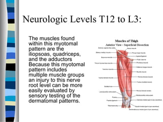 Neurology ppt presentation - nerves- location innervation myotmes ...