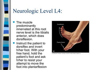 Neurology ppt presentation - nerves- location innervation myotmes ...