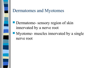 Neurology ppt presentation - nerves- location innervation myotmes ...