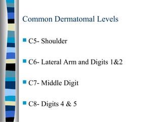Neurology ppt presentation - nerves- location innervation myotmes ...
