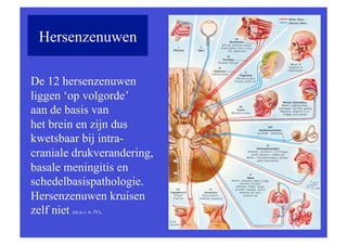 Neurol onderzoek | PDF | Brain and Nervous System Disorders | Diseases ...
