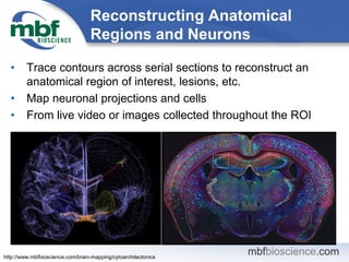 Neuron Reconstruction and Analysis Workshop | PPT