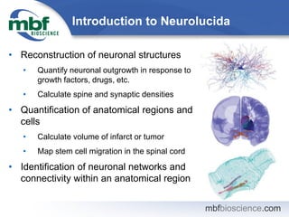 Neuron Reconstruction and Analysis Workshop | PPT