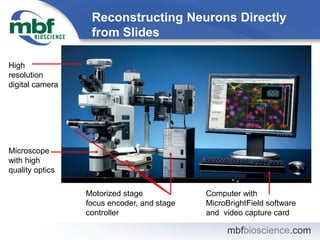 Neuron Reconstruction and Analysis Workshop | PPT
