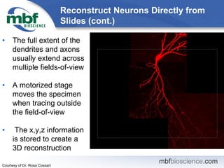 Neuron Reconstruction and Analysis Workshop | PPT