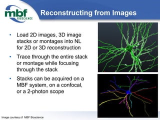 Neuron Reconstruction and Analysis Workshop | PPT