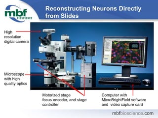 Neuron Analysis Workshop: Neuron Tracing from Tissue Specimens at the Microscope | PPTX
