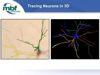 Neuron Analysis Workshop: Neuron Tracing from Tissue Specimens at the Microscope | PPT